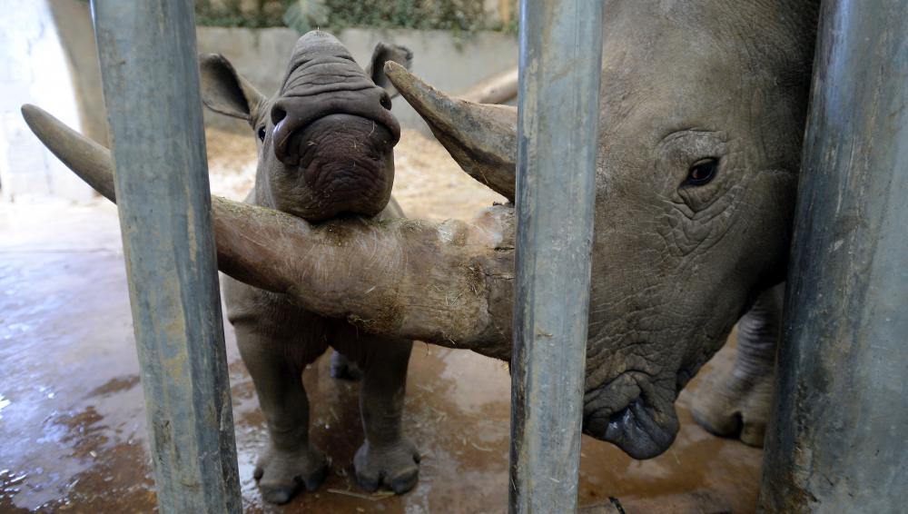 [Gallery] Cotswold Wildlife Park welcomes rare new arrivals this ...