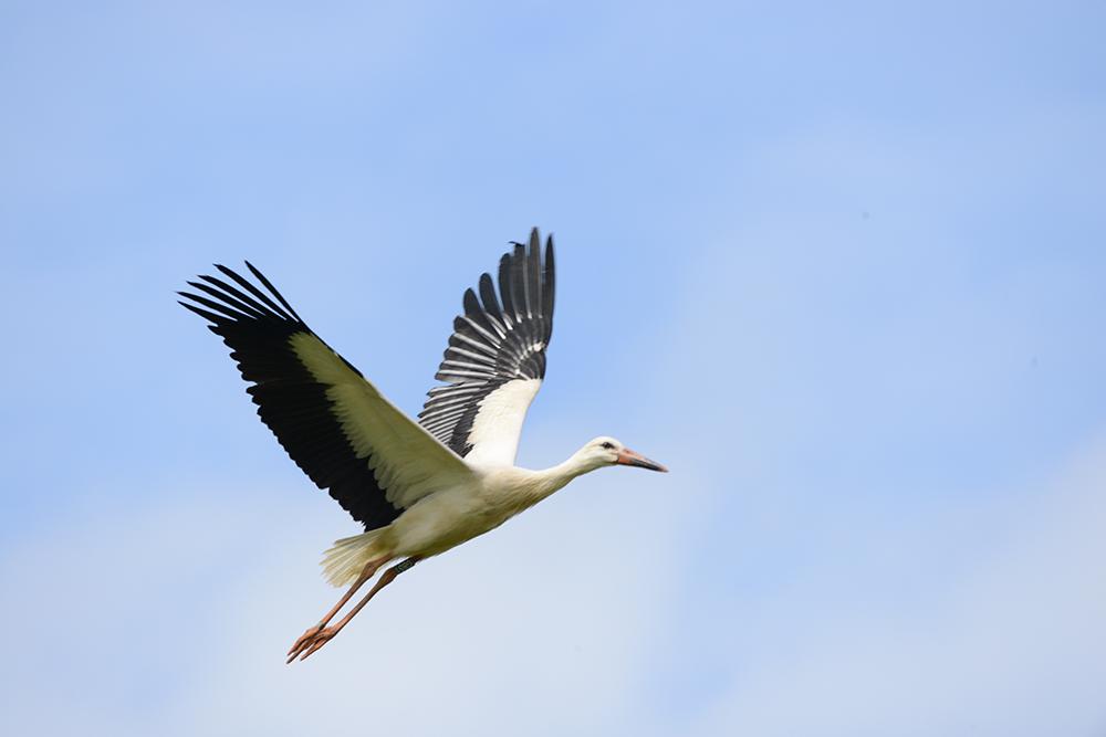 Cotswold Wildlife Park helps return bird species to UK after centuries