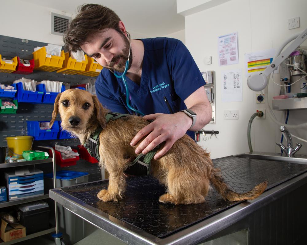 Drove Vets join dog friendly scheme