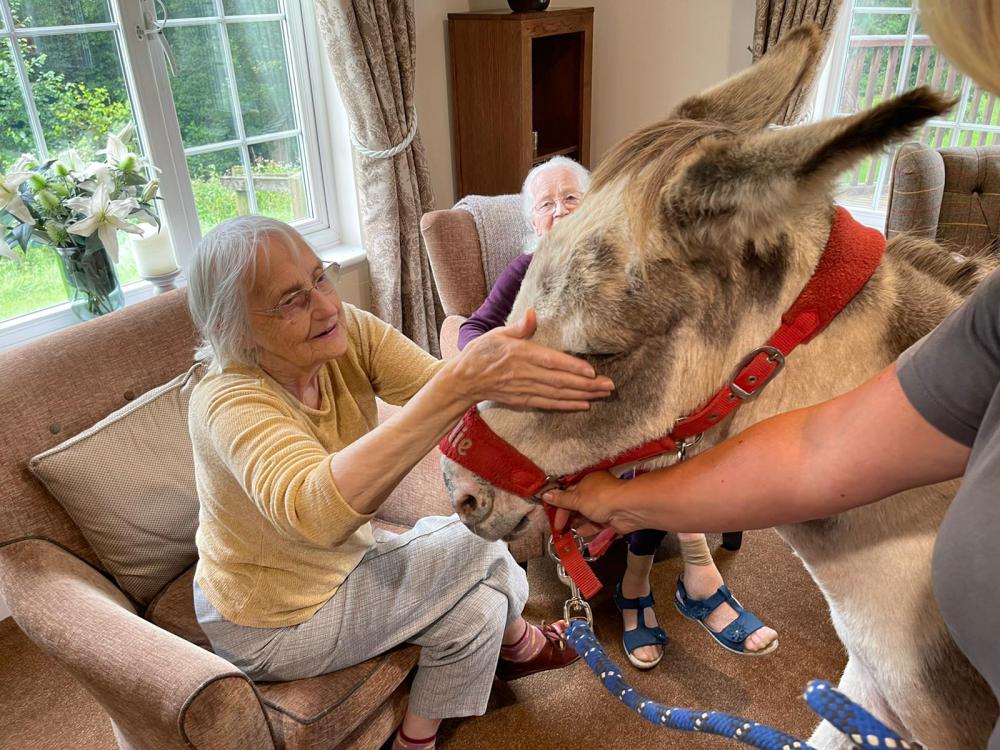 Donkey visits care home and makes TV news