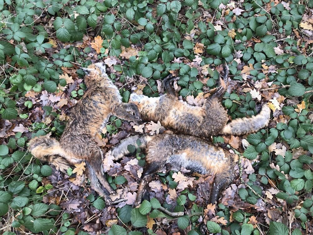 Bodies of dumped dead foxes discovered at Swindon nature reserve
