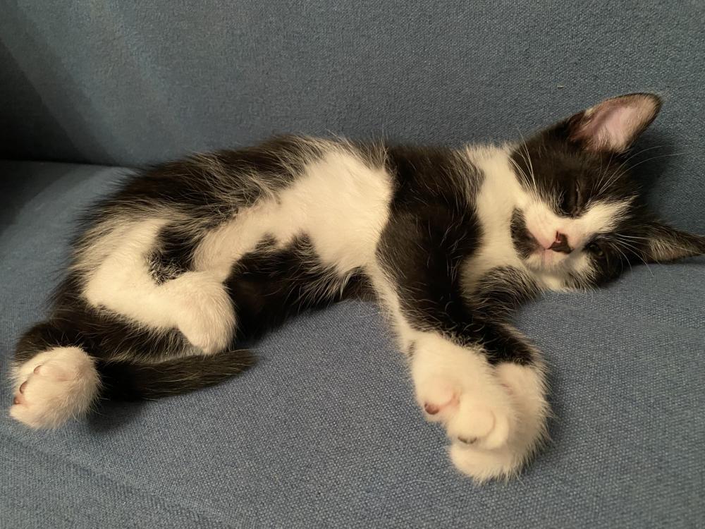 Black and White Cat Club to host Championship Show