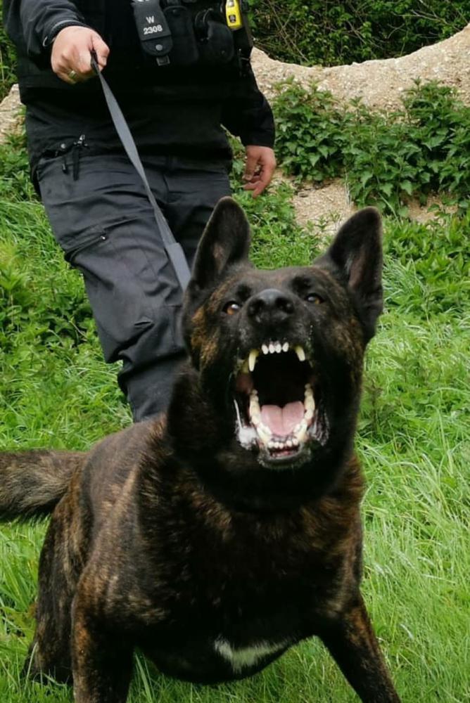 Police Dog Fozzy locates man hidden in field following M4 incident