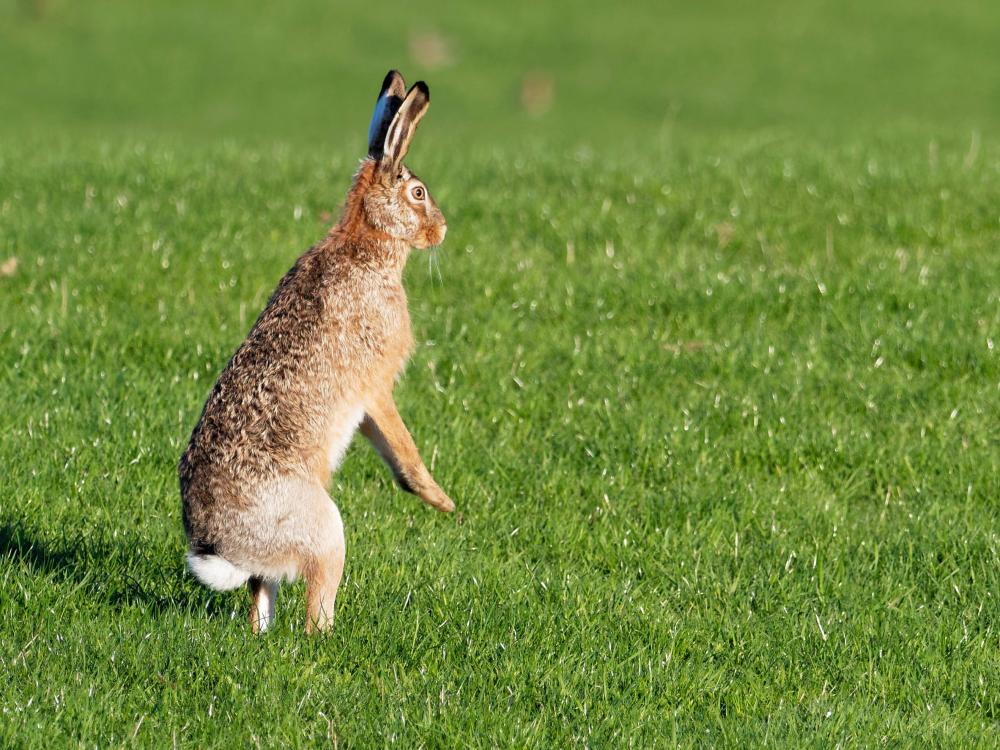 Rise in hare coursing tackled by Wiltshire Police
