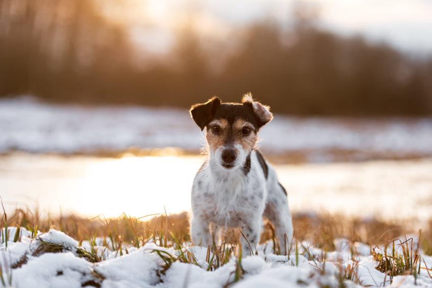 British Veterinary Association give tips and advice on protecting pets ...