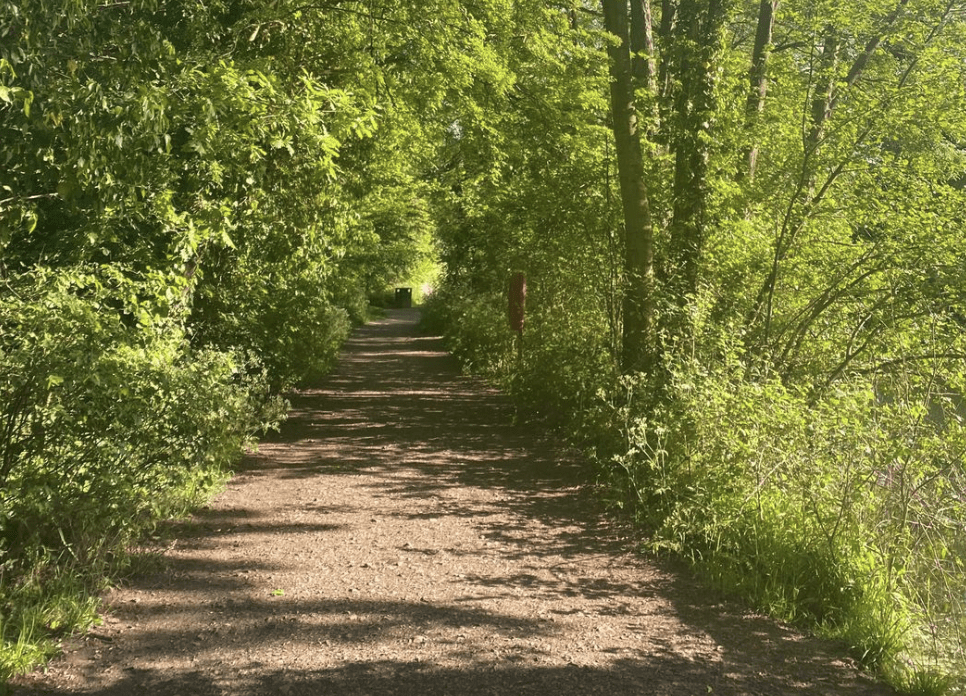 Latest volunteering opportunities at Swindon Forest Meadows
