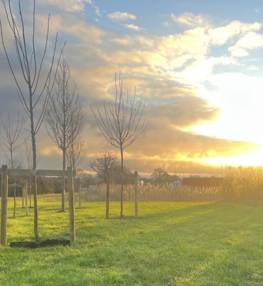 More than 50,000 trees planted in Swindon since 2020