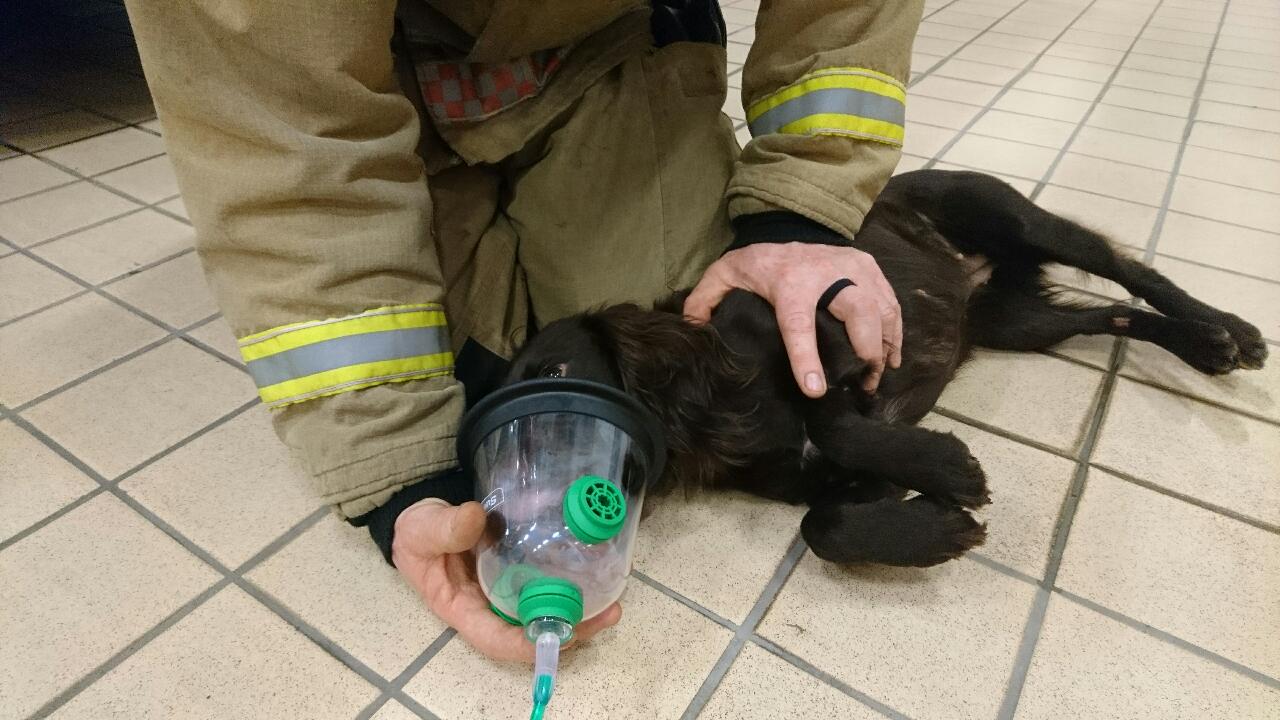 Specialist pet resuscitation kits now being used across Dorset and ...
