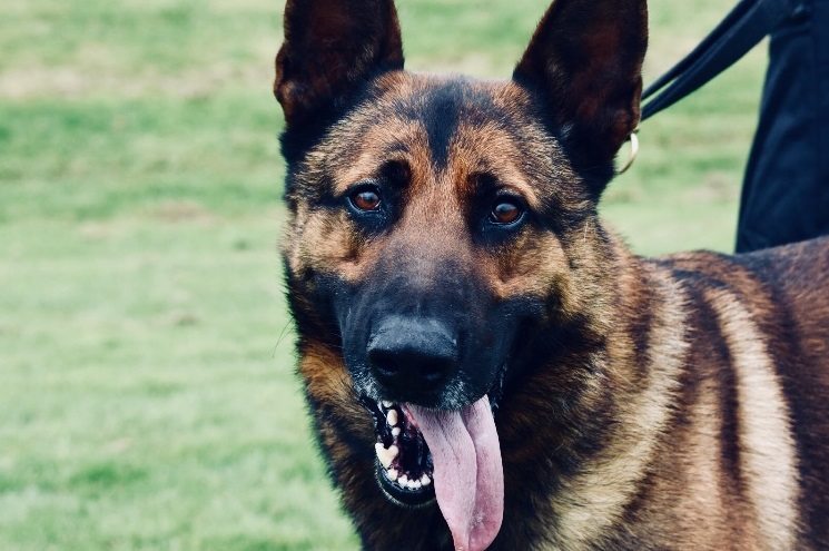 GALLERY: Police Dogs Tyke, Vinnie and Gunnar gain their Tactical ...